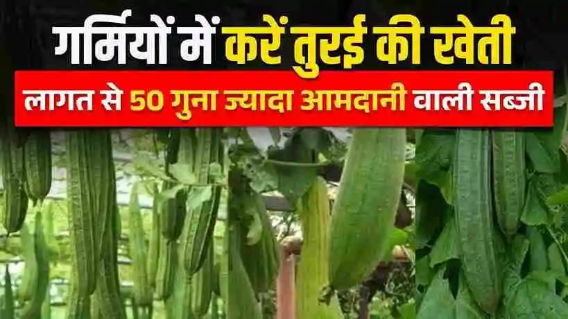Ridge Gourd Farming – Earn ₹2.5 Lakh Profit | Complete Guide