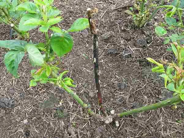 Rose Dieback | Symptoms, Treatments, and Management
