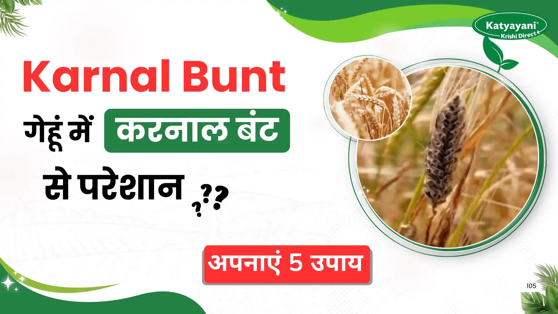 How to Control Karnal Bunt Disease of Wheat: 5 Expert Tips