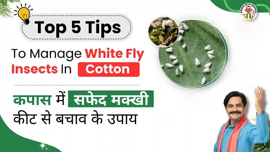 Best Insecticide for Whitefly in Cotton: Effective Control Tips