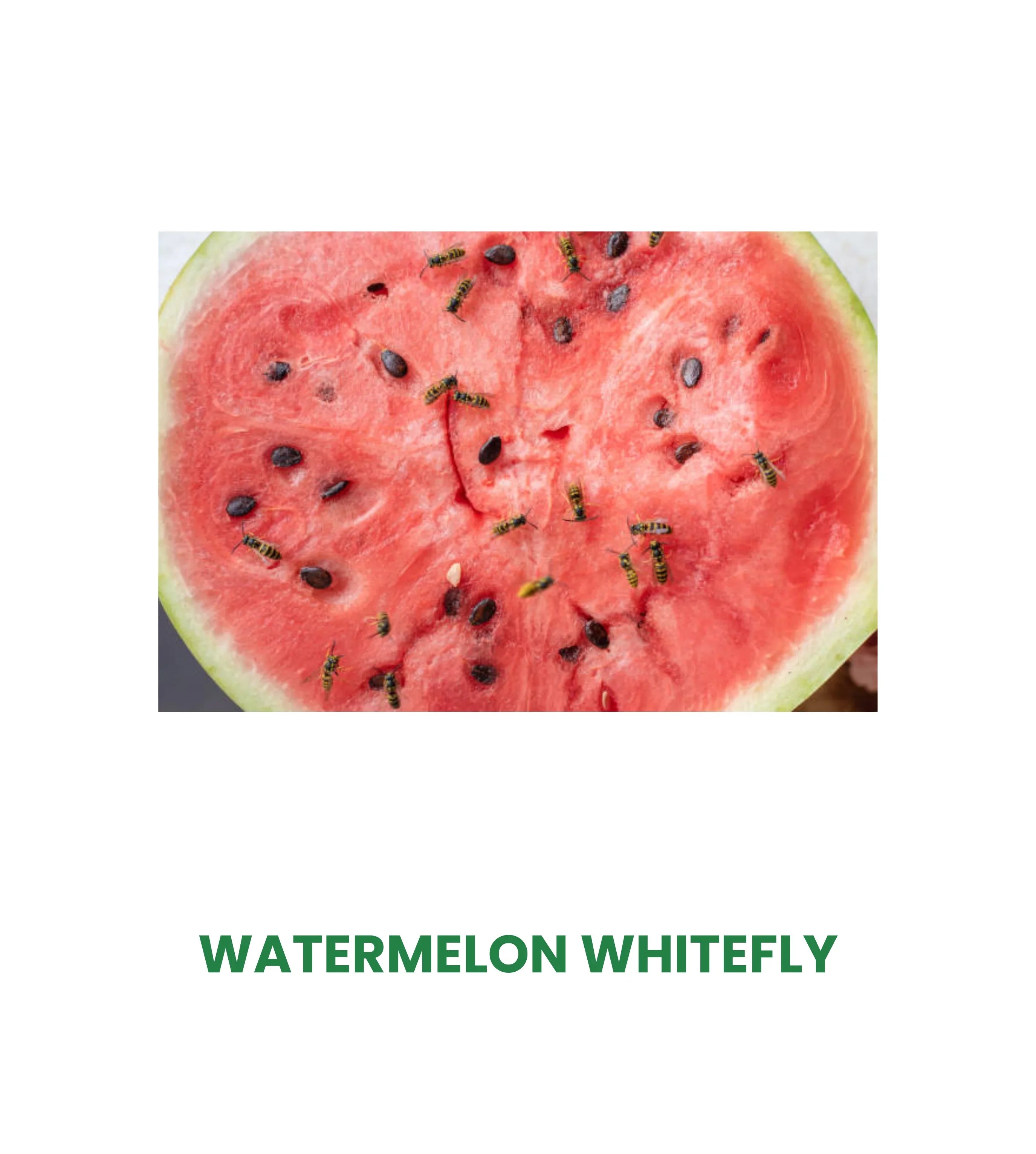 Whitefly Control for Watermelon: Bio Pesticides & Solutions