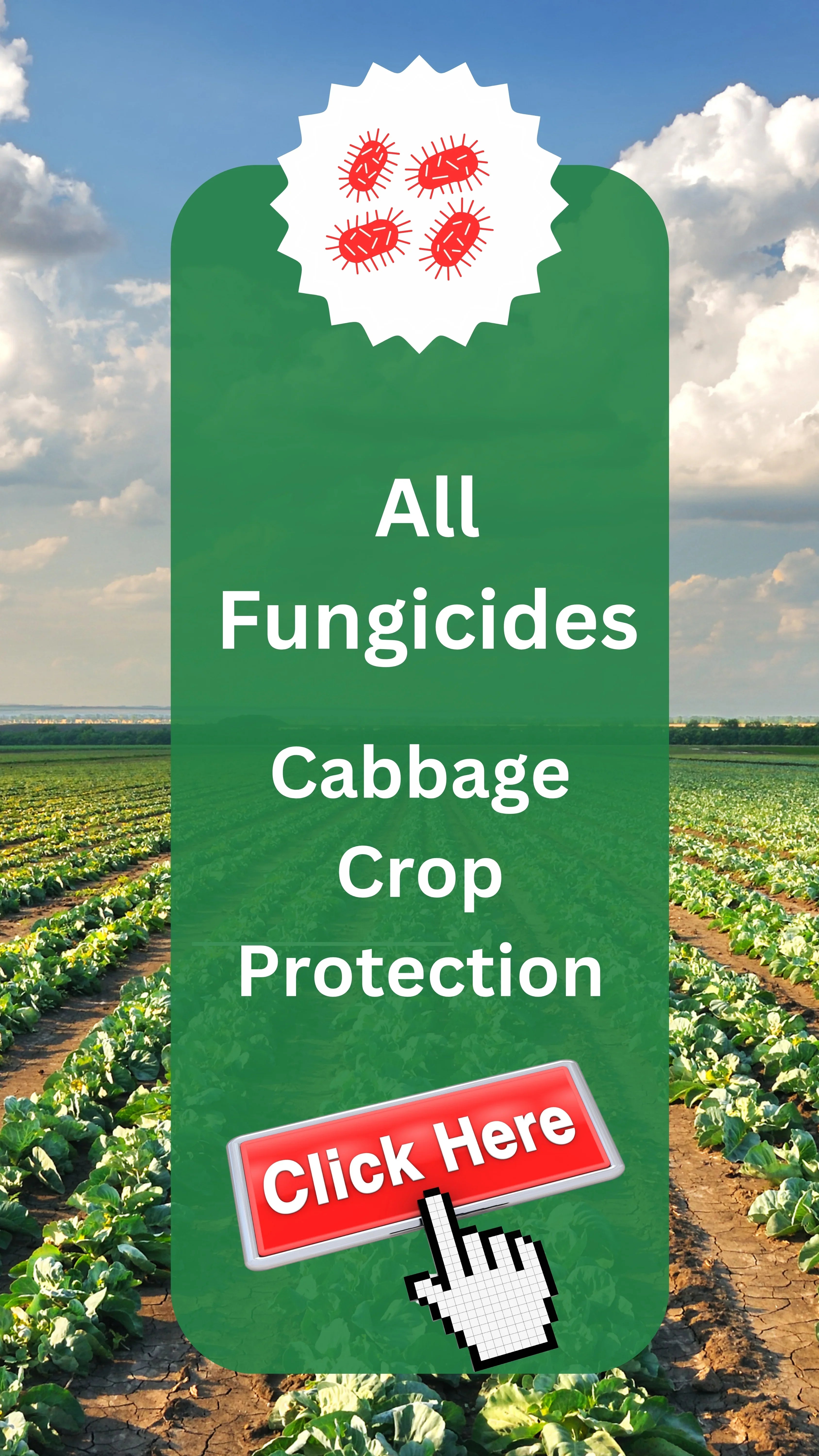 Buy Best Fungicide for Cabbage/Cauliflower | Save Upto 40%