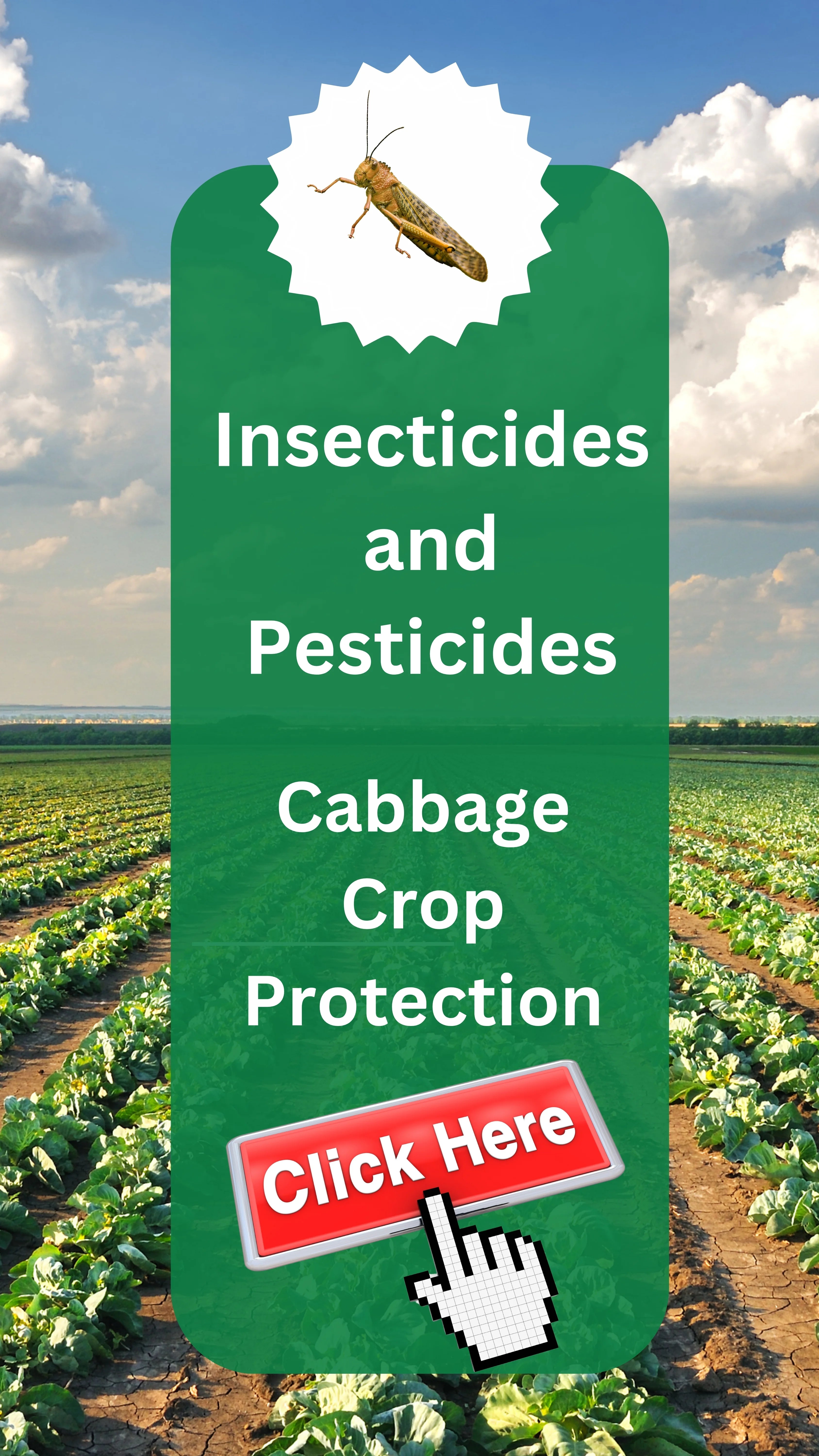 Best Insecticides for Cabbage & Cauliflower | Pest Control