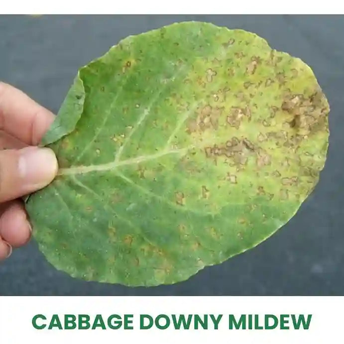 Buy Best Fungicides for Downy Mildew in Cabbage | Save Upto 60%