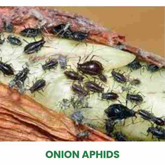 India's Top Insecticide for Onion Aphids | Pest Management