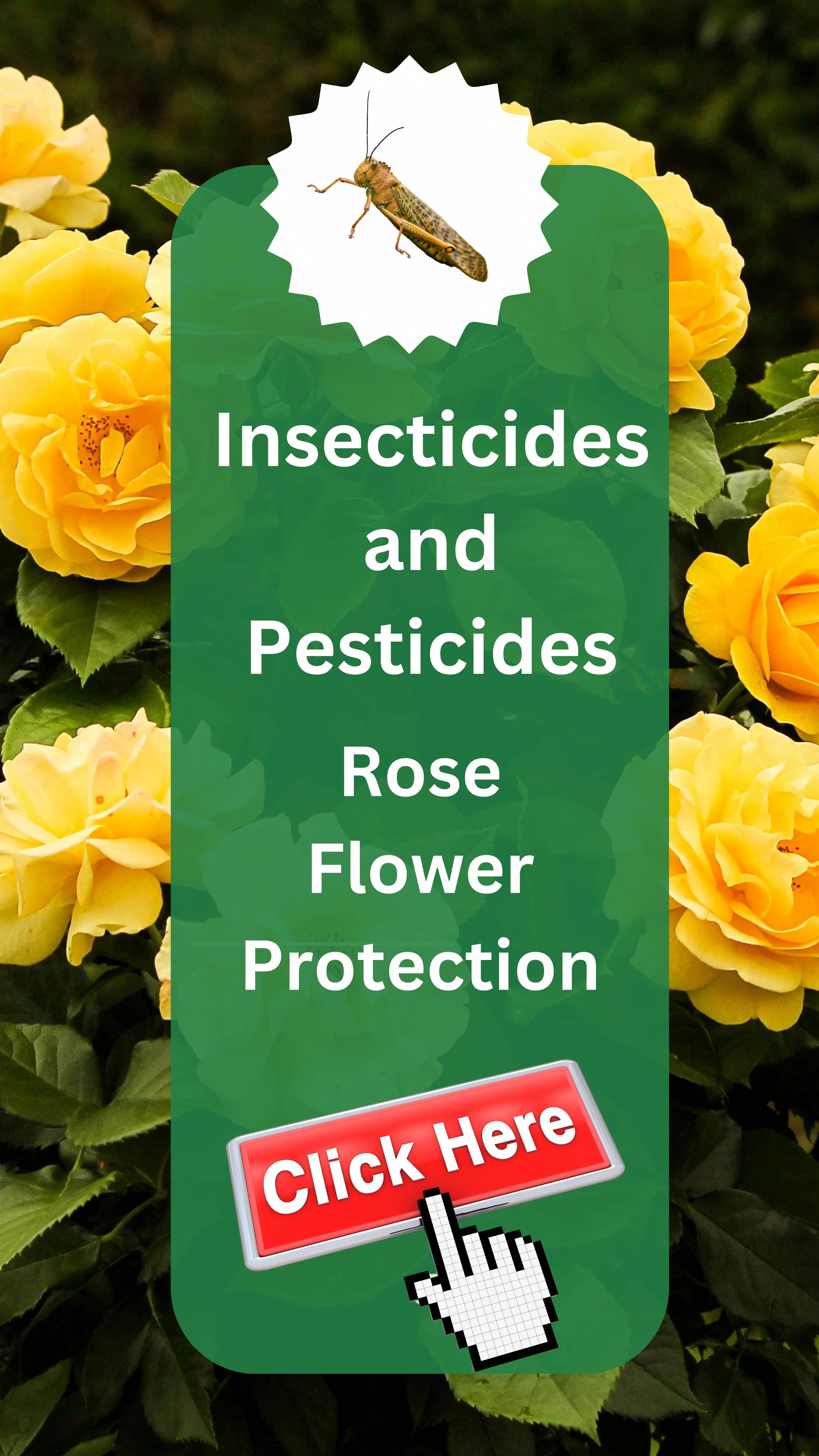 Buy Best Insecticide for Rose Plants, Strating at ₹280 + COD
