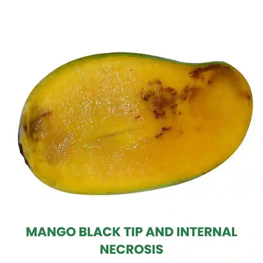 Buy Mango Black Tip & Internal Necrosis Treatments - Best Prices