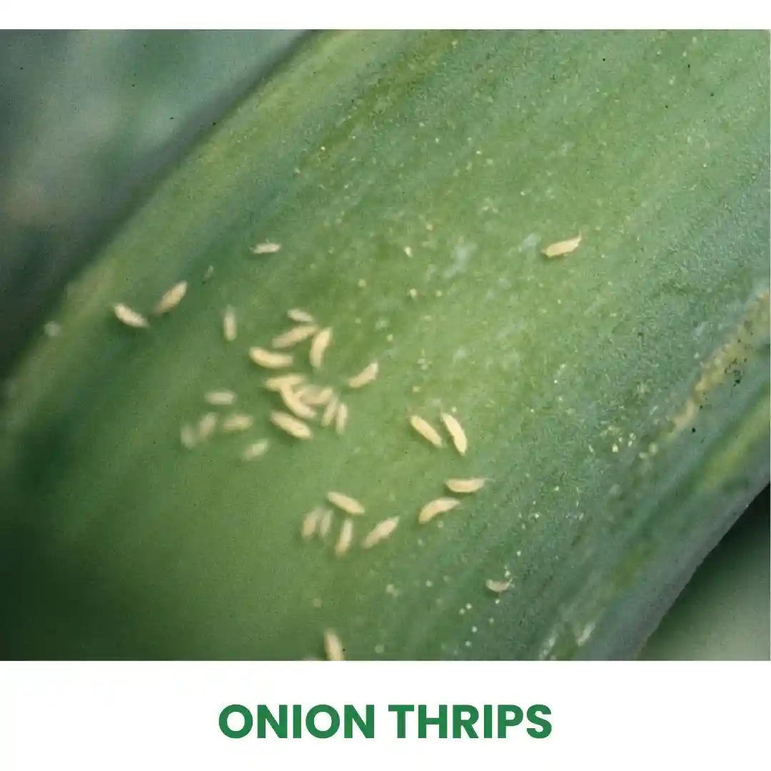 Best Insecticide for Onion Thrips | Get 60% Off & Free Delivery